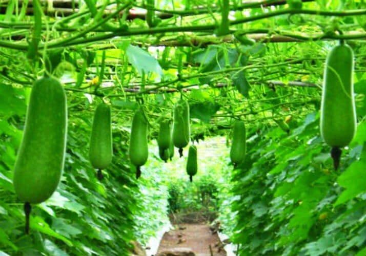 Quả Bầu - Từ điển ẩm thực - yeuamthuc.org